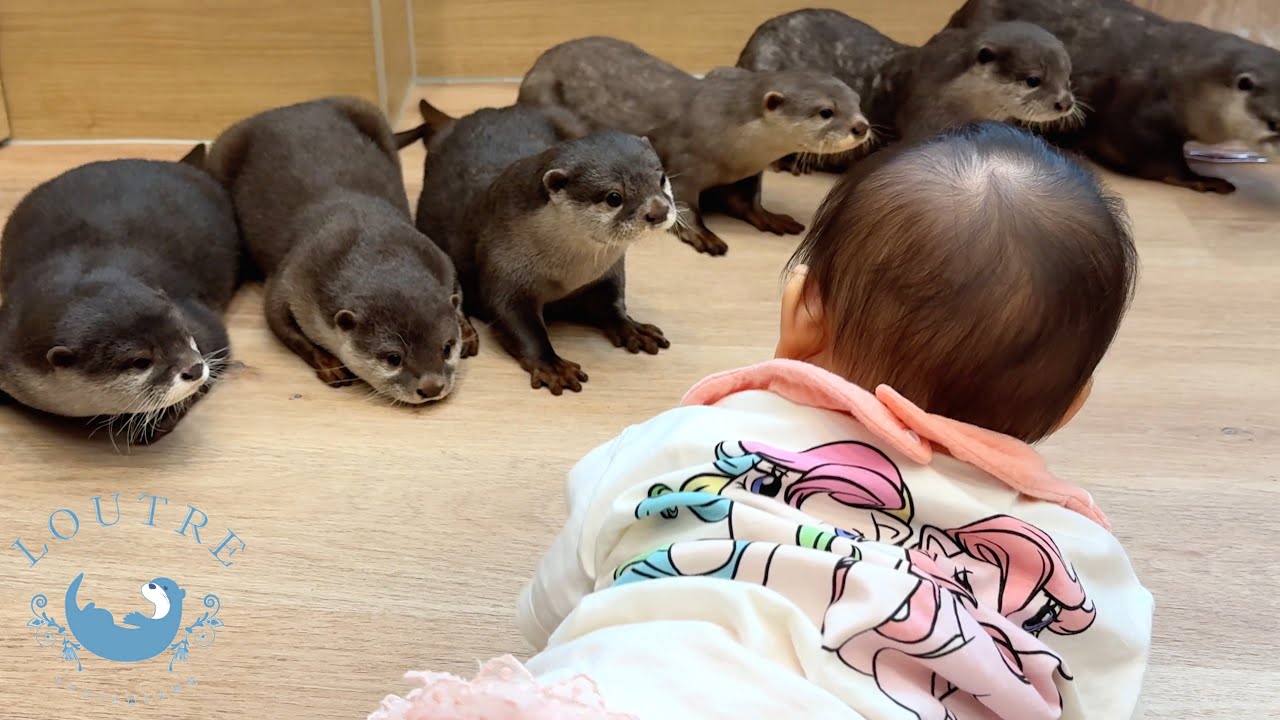 Otter Meet Human Baby For The First Time - YouTube