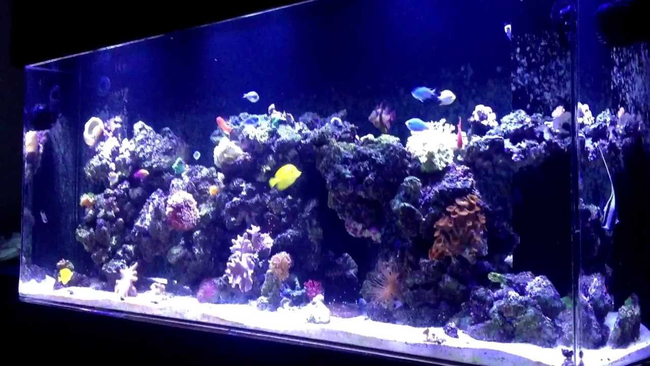 225 saltwater reef tank. By Pete's Reefs !!! - YouTube