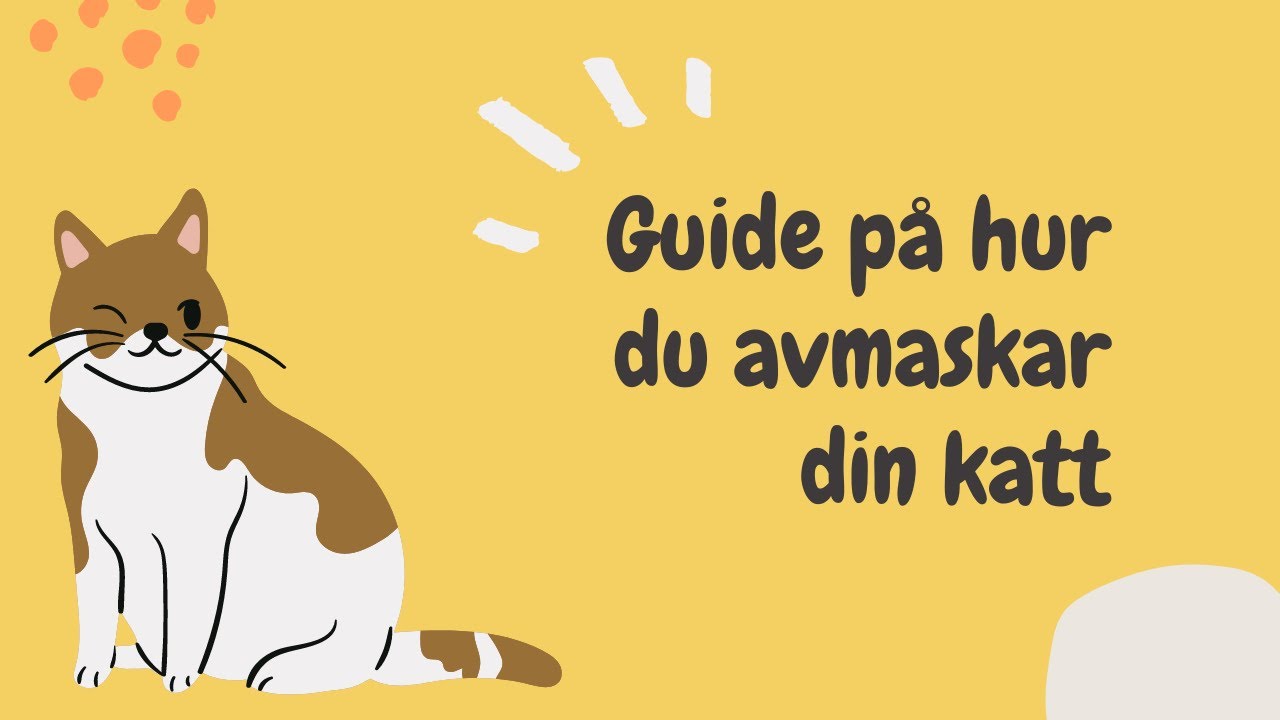 Avmaska katten - Tips för att avmaska katt eller kattunge - YouTube