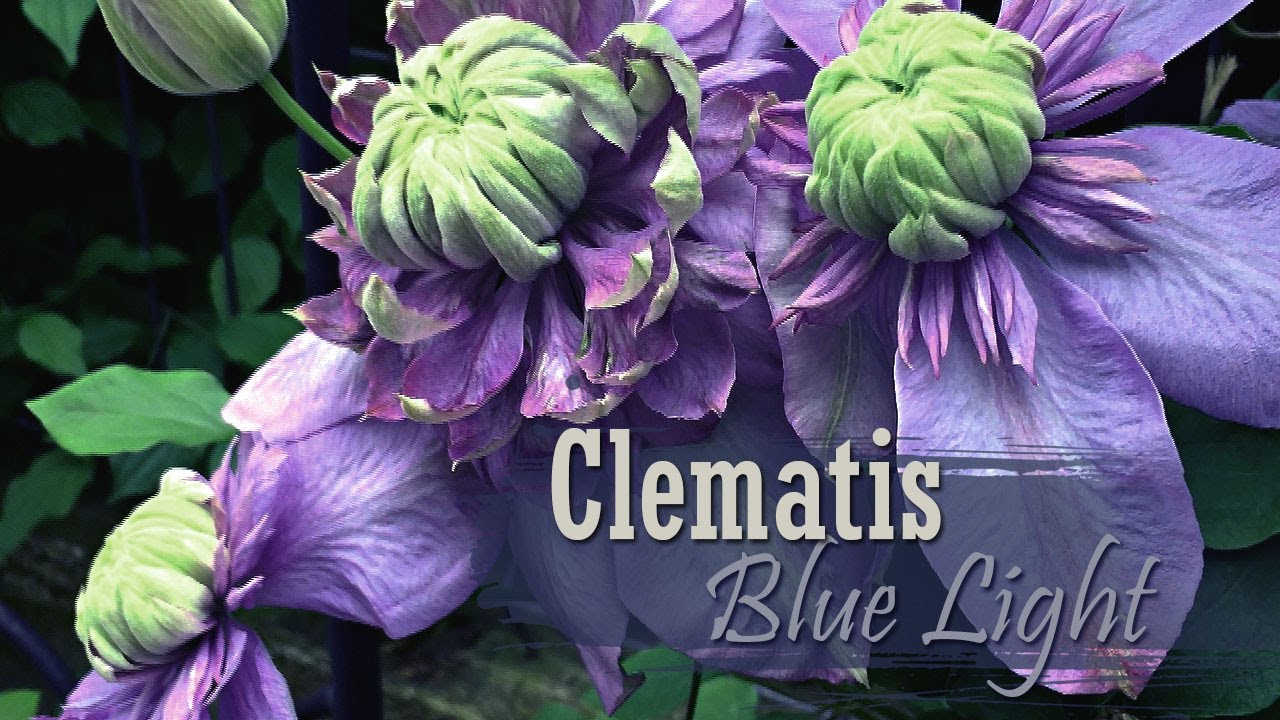 Clematis 'Blue Light' - first to bloom | zone 7b - YouTube
