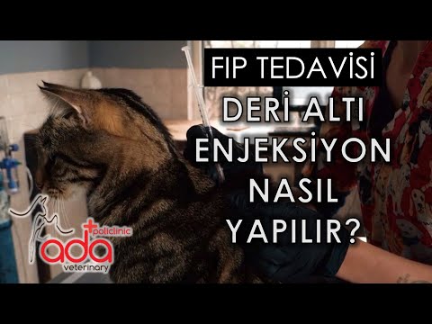 Fip Tedavisinde Deri Altı Enjeksiyon Uygulaması