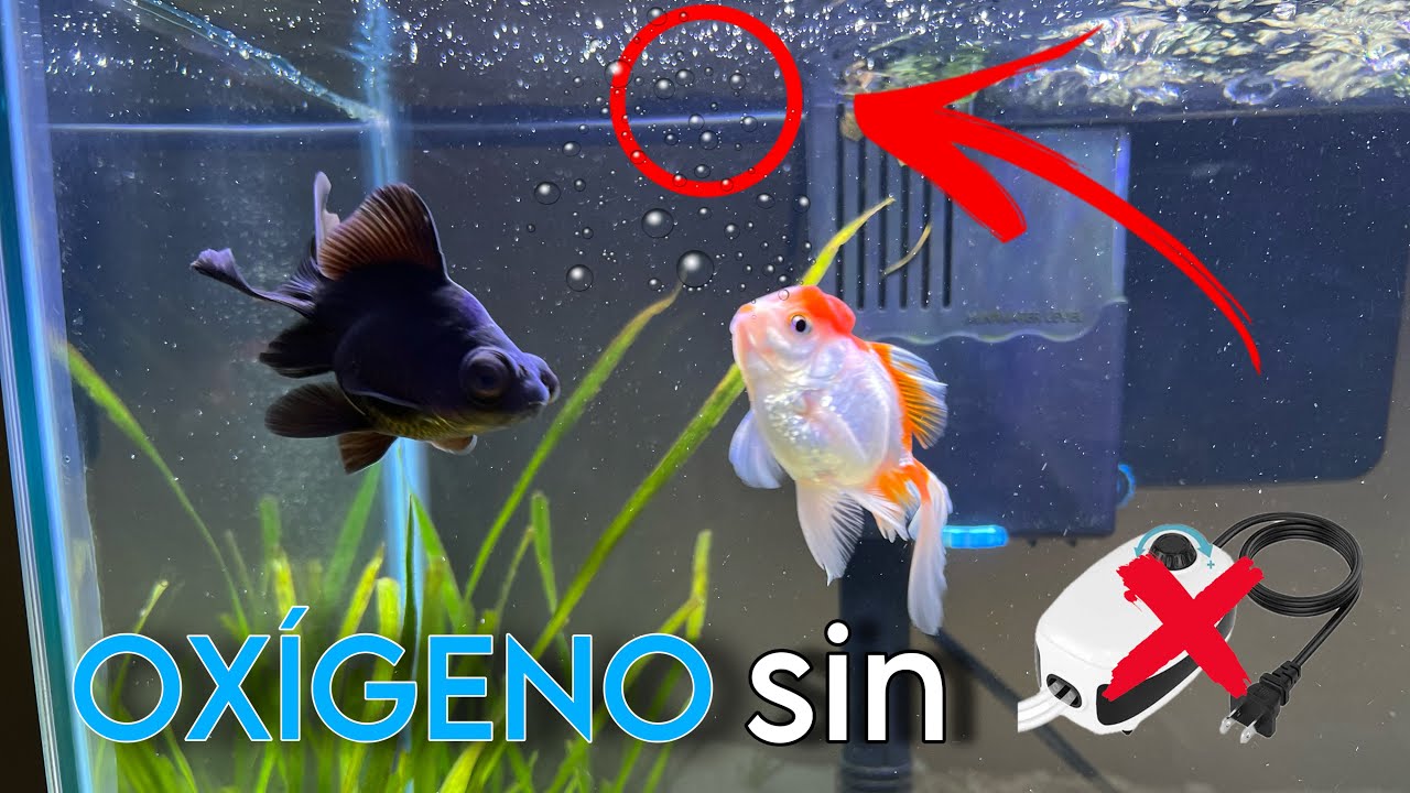 Asi se Oxigena un ACUARIO correctamente 😮 | como oxigenar tu acuario ...
