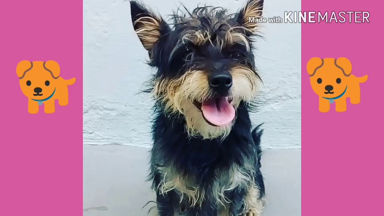 Primeiro vídeo do canal 🌈 || Mundo Da Pitucha - YouTube