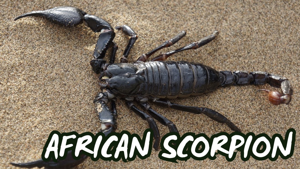The African Scorpion: A Symbol of Power and Protection - YouTube