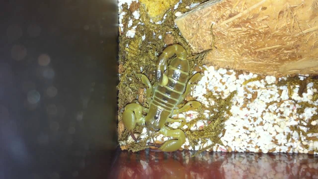 Scorpio Maurus Palmatus Vid 2 - Cricket Hunting - YouTube
