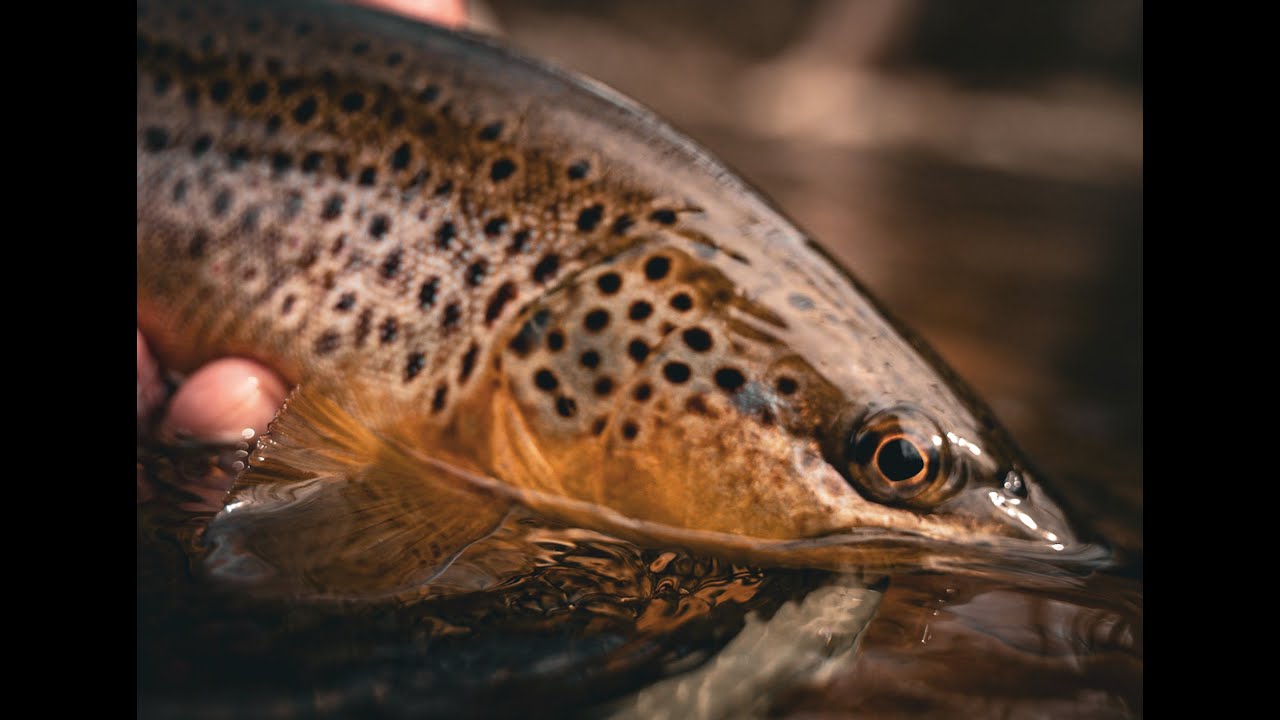 Favorite Mono Rig for Jig Streamer and Ultra Light Nymph Rigs - YouTube