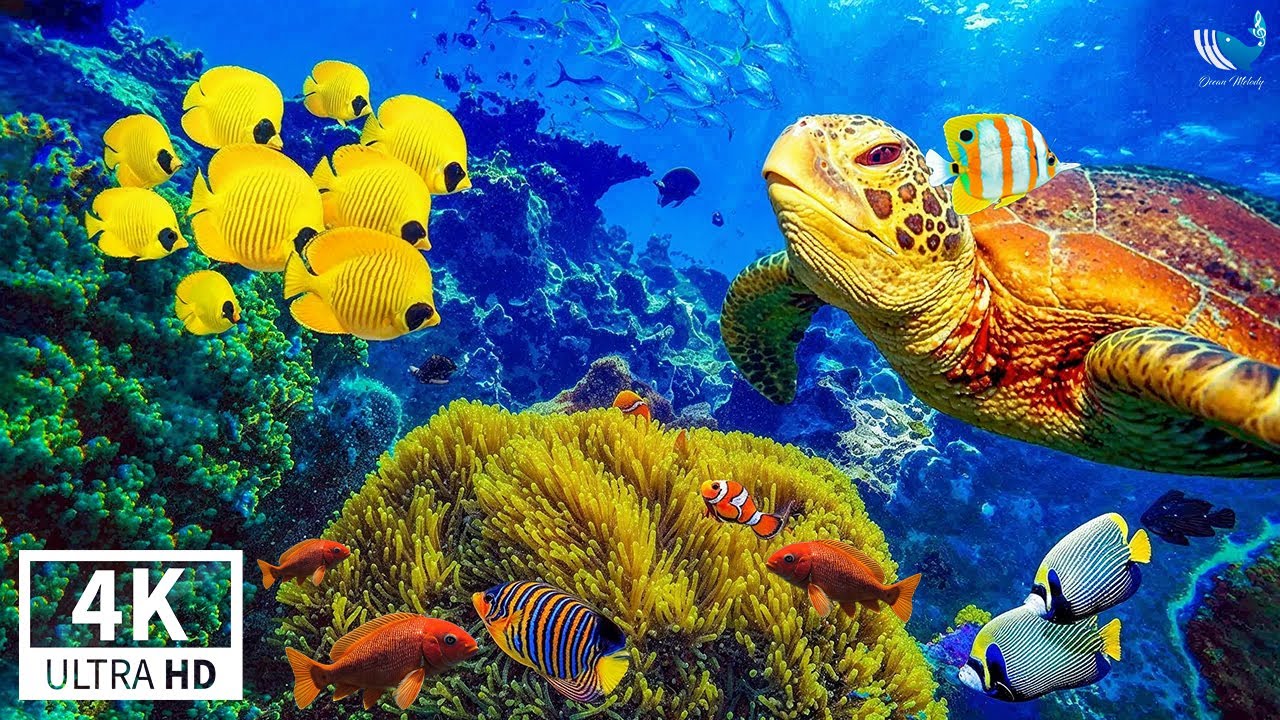 Marvel at Sea Animal in The Best 4K ULTRA HD Aquarium - Dive Into The ...
