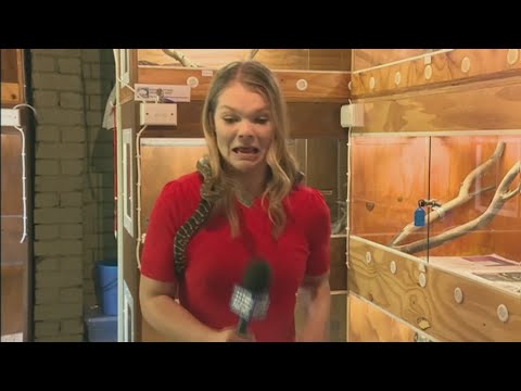 Snake snaps at reporter's mic in Australia