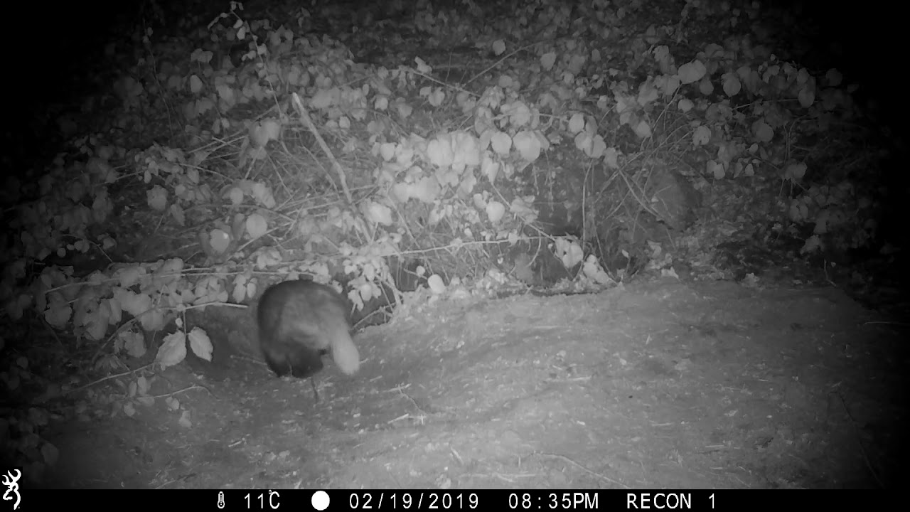 Badger Cam - includes badgers mating! - YouTube