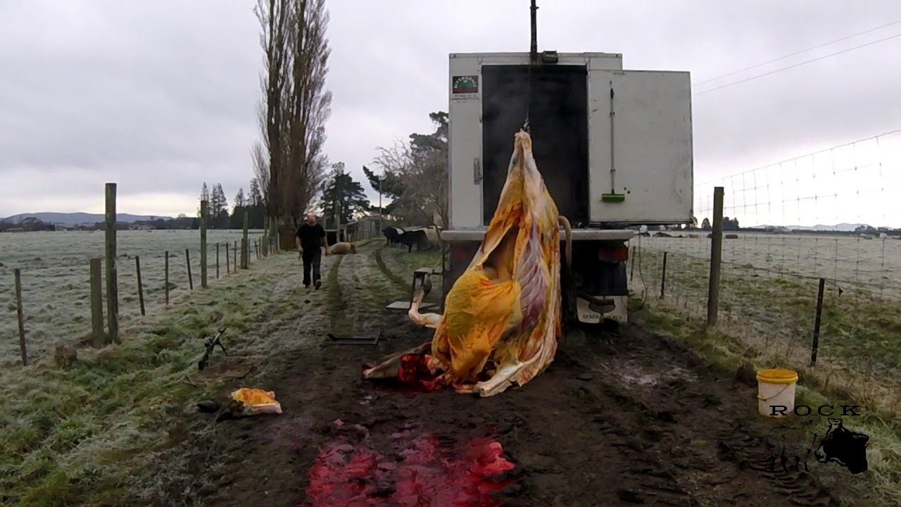 Cattle and sheep homekill - YouTube