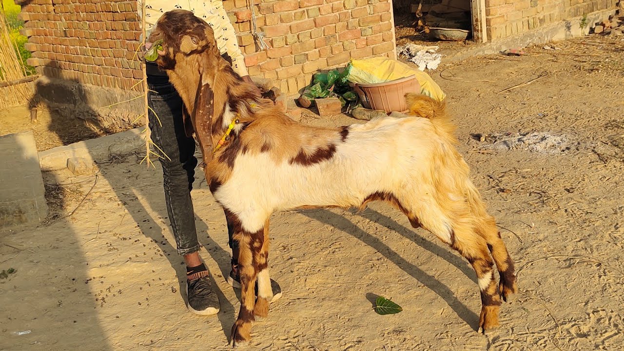 Totapuri goat andul Bakra colour patam adnat bakre for sale mustak ...