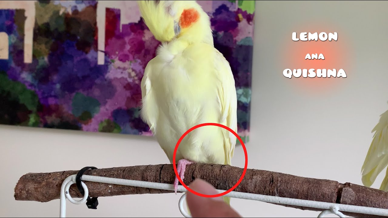 Bird Appears Odd Like Missing a Foot - YouTube
