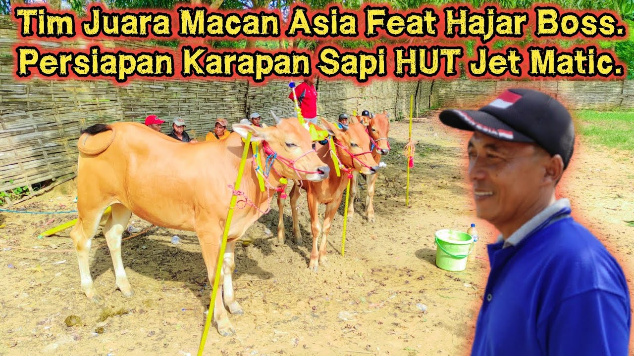 Tim Juara Macan Asia Feat Hajar Boss Persiapan Karapan Sapi HUT Jet ...