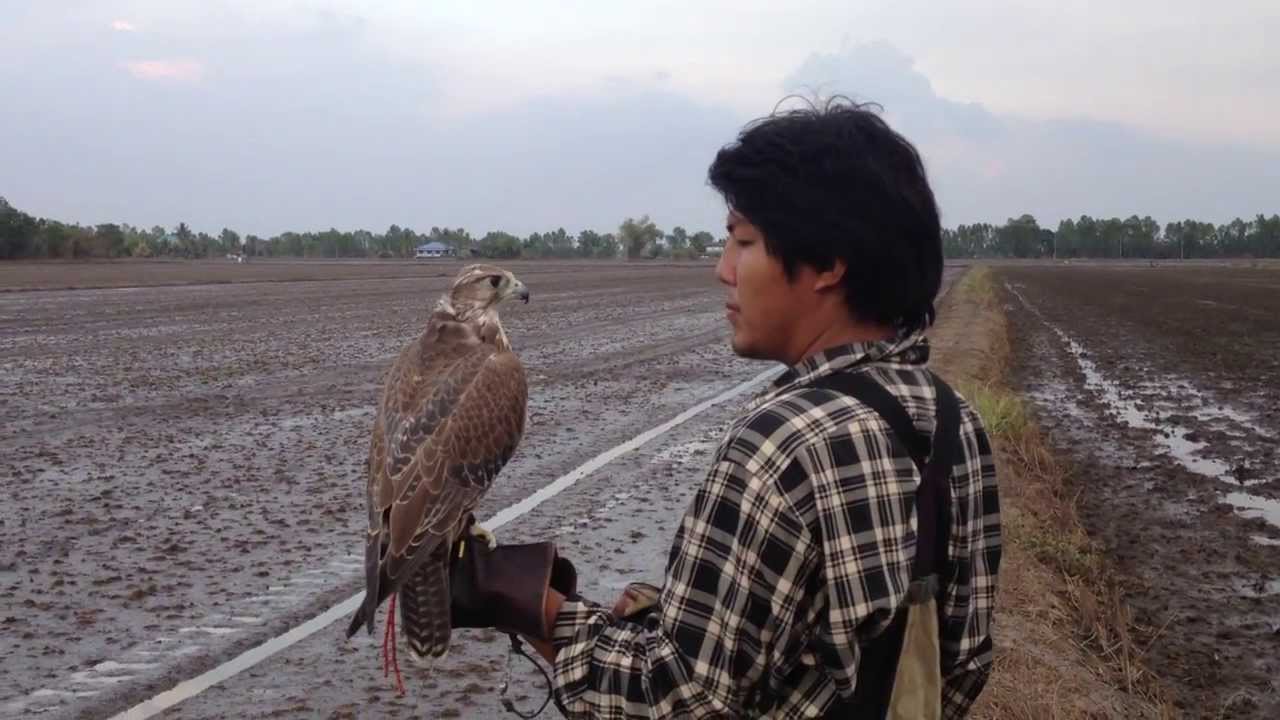 Crazy hawk shop thailand - YouTube