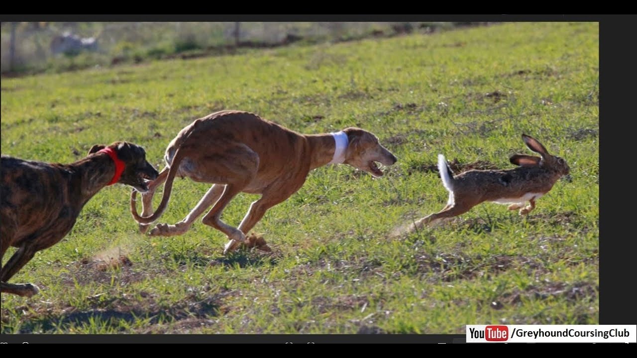 Greyhound hare coursing 2025 | dog chasing rabbit | hunting dogs - YouTube