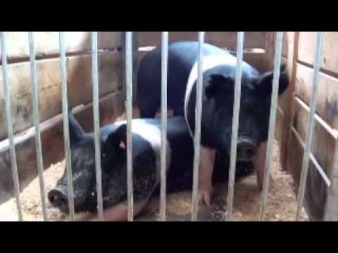 Pigs snorting MN state fair - YouTube