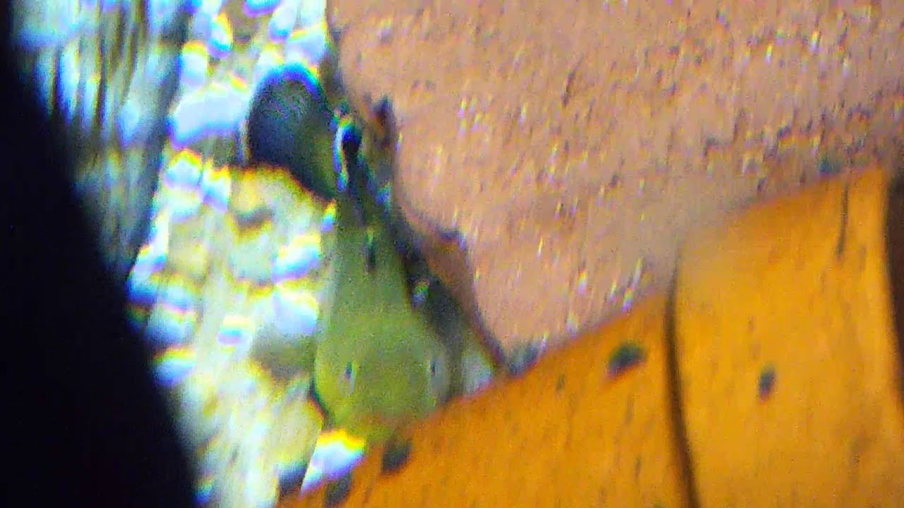 Australian Desert Goby (Chlamydogobius eremius) Spawning - YouTube