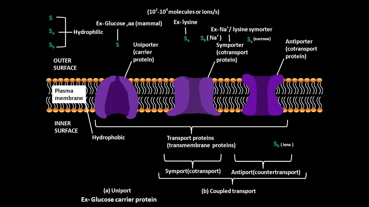 Uniporter symporter and antiporter - YouTube