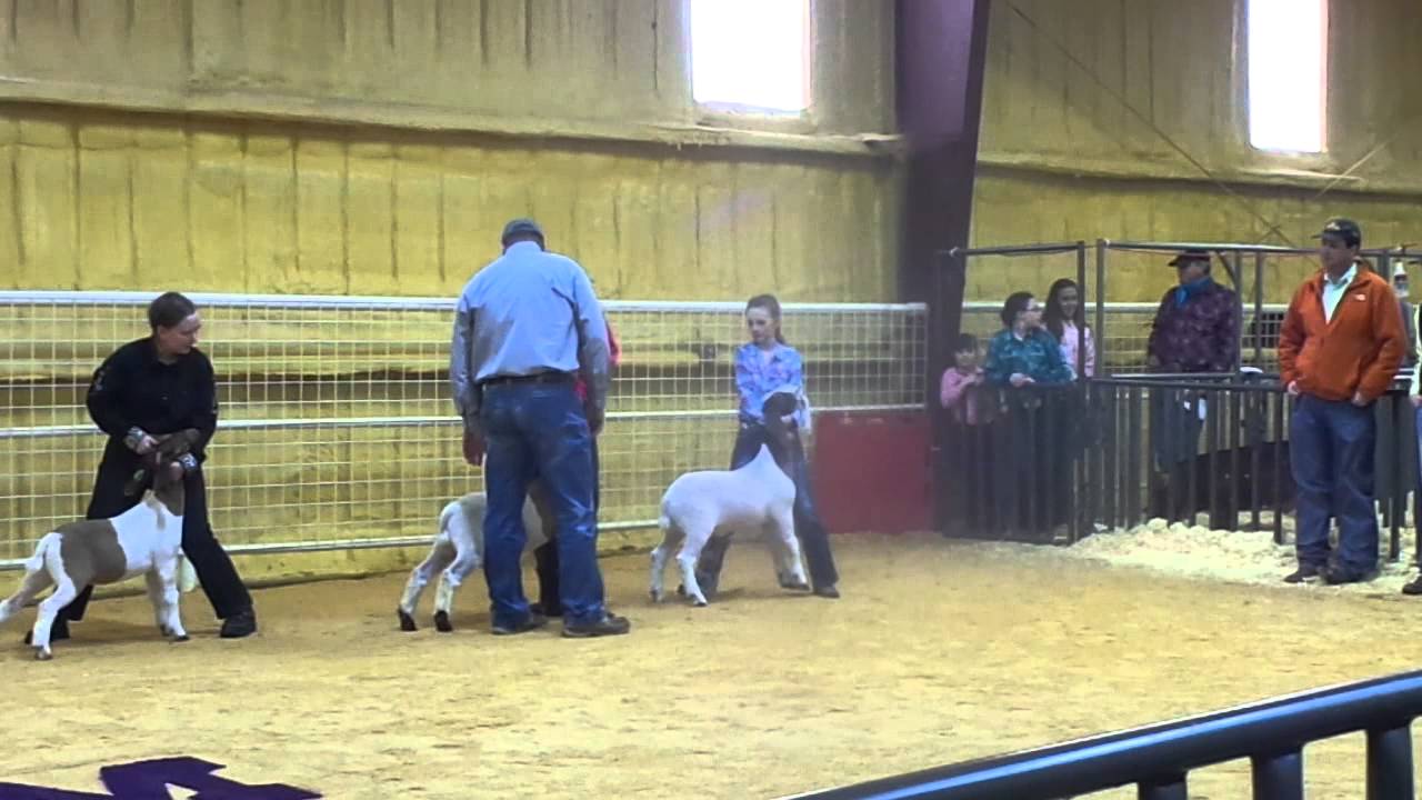 2015 Stock Show - Goats - YouTube
