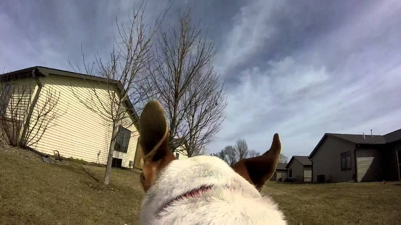 Sydney with GoPro camera on back, catching tennis ball. - YouTube