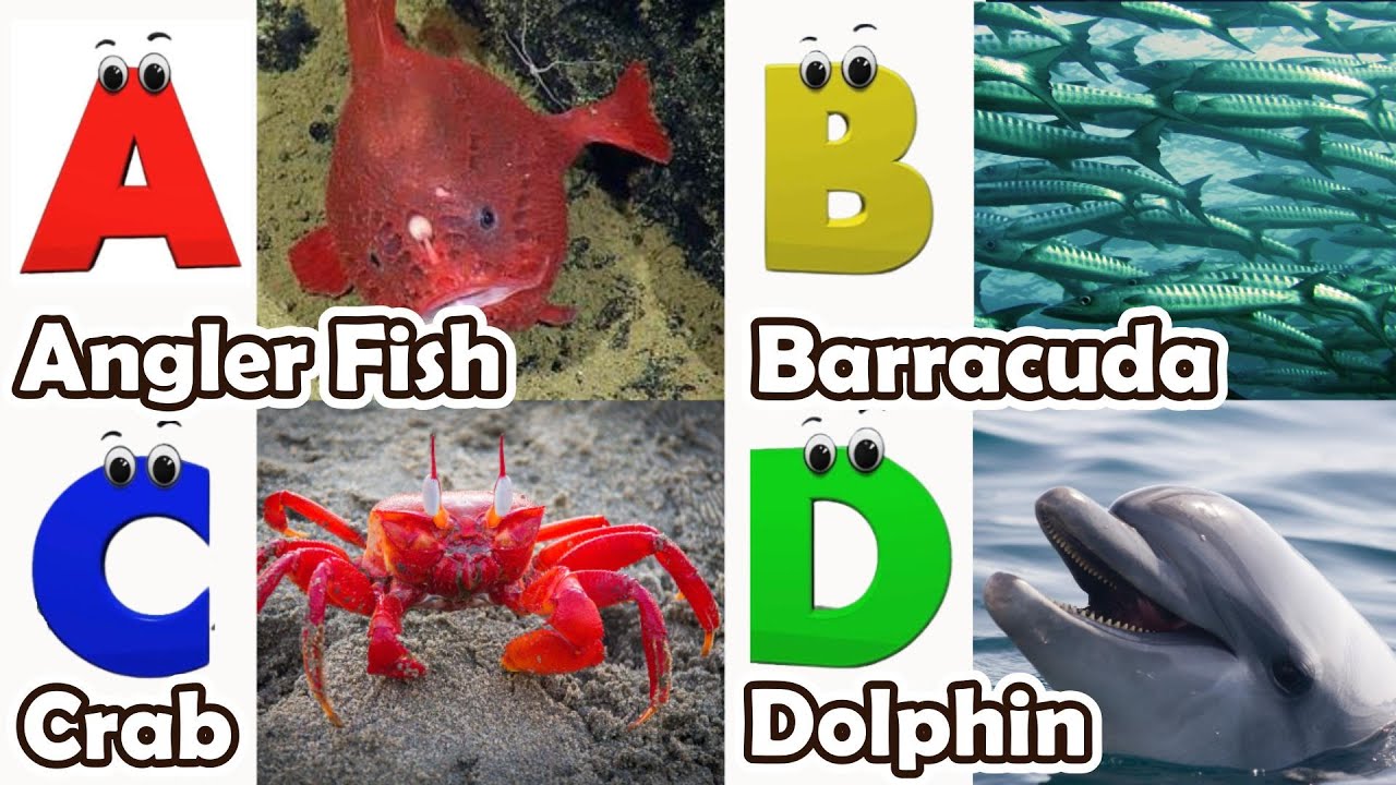 ABC phonics animals | ABC Sea Animals song | English and Animals for ...