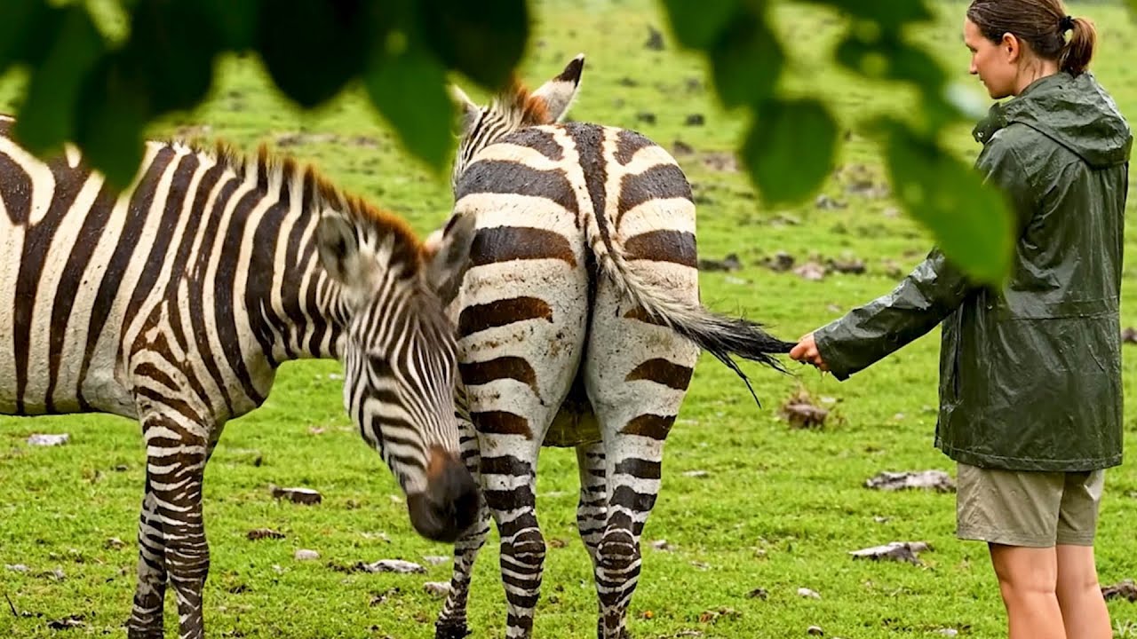 One of the unique features of zebras is that they use their voices and ...