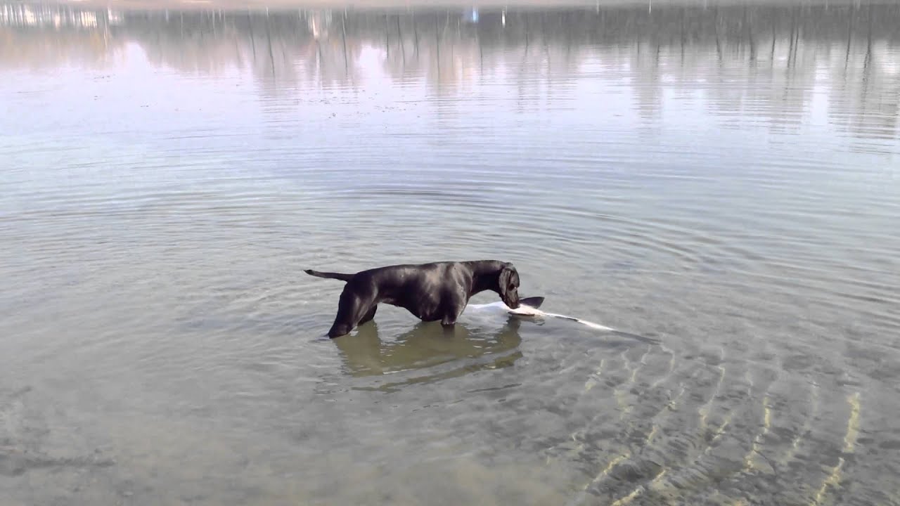 Black German Shorthaired Pointer and fish - YouTube