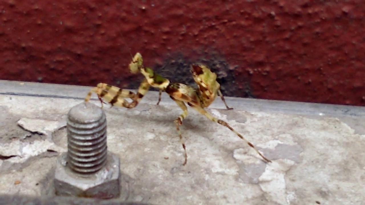 Insect spotted dancing..! - YouTube