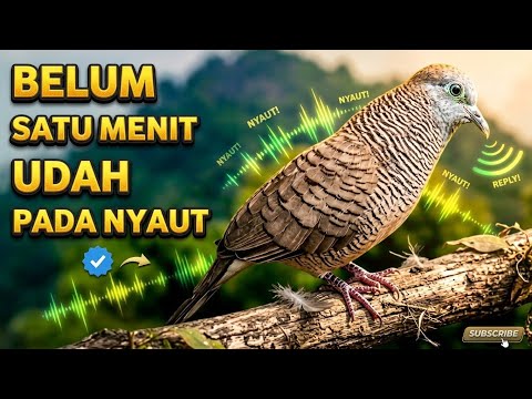 Perkutut Lokal Gacor Suara Super Kristal - Pancingan Malas Bunyi  (99%AMPUH BANGET)