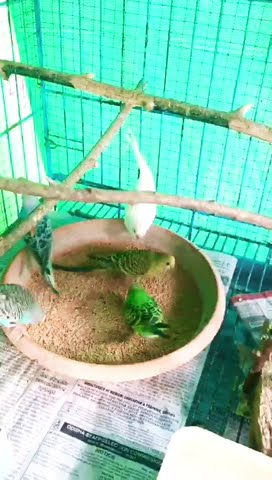 Bajis Bird 🦜#birds #birdsfarm #subscribe #youtubeshorts #vairalvideo # ...