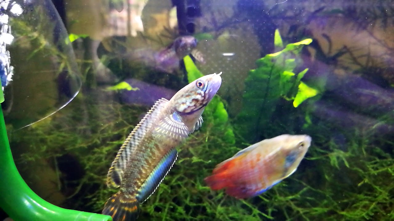 Rainbow snakehead & Gourami in planted tank - YouTube