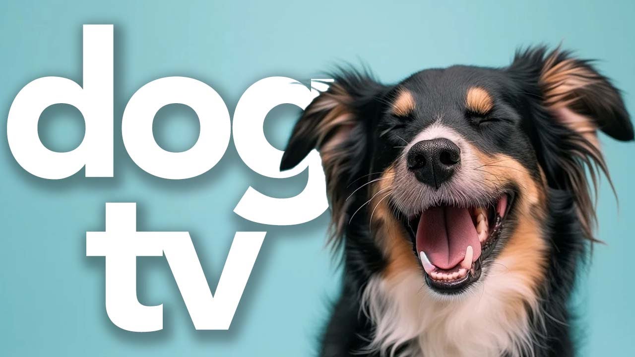 Dog TV: Video to Excite and Entertain Your Dog | Dog Entertainment ...