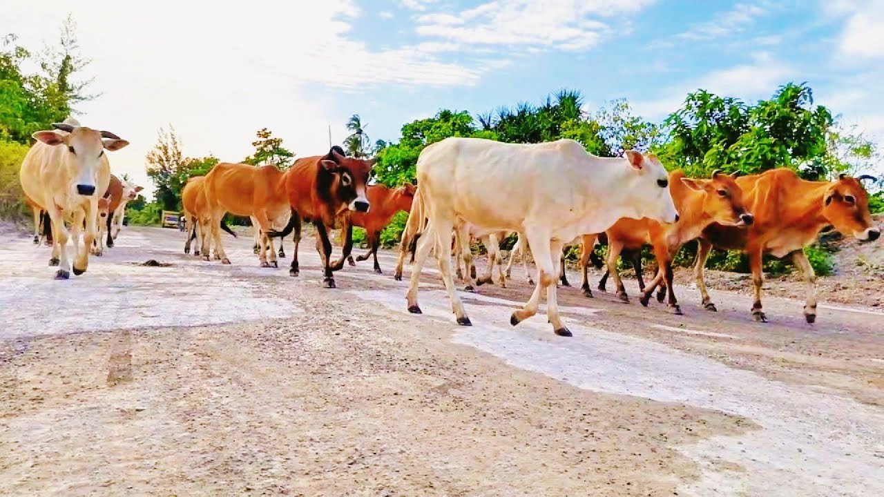 The herd of cows returns to the barn in the evening | cow | asmr the ...