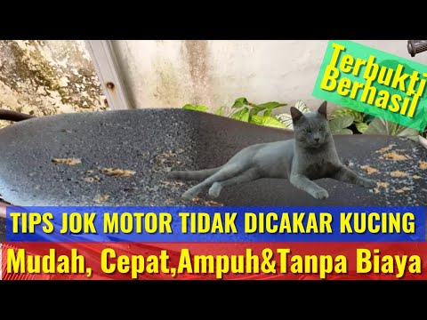 Tips Ampuh Agar Jok Motor Kalian Tidak Dicakar Kucing - YouTube