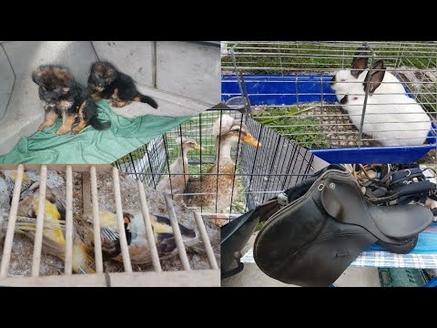 Rynek Targ Łomża🕊🐇🐣🐥🐦🦃🦆🐶🐭🐓gołębie króliki indyki perliki#bażanty ...