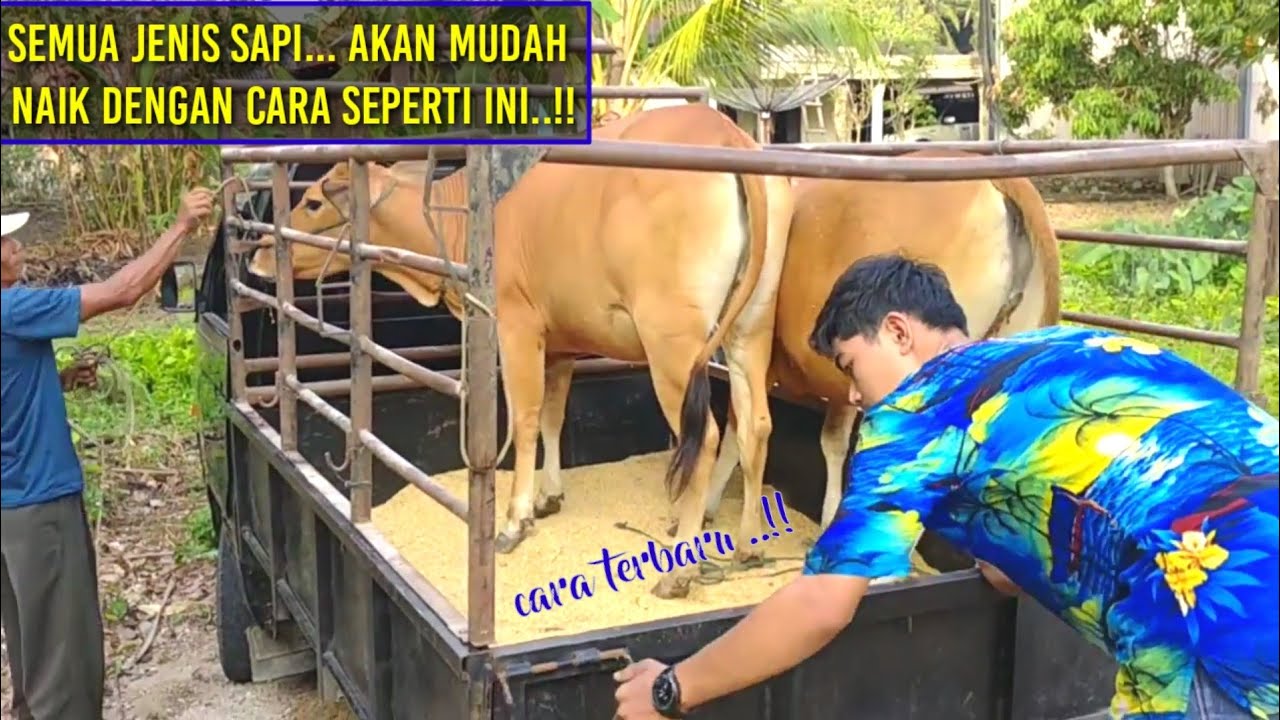 tutorial menaikkan sapi ke mobil pick up..!! - YouTube