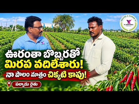 రెంటచింతల  మిరప రైతు …ఊరంతా బొబ్బరతో మిరప వదిలేశారు… నా పొలం మాత్రం చిక్కటి కాపుతో నిలిచింది!#chilli