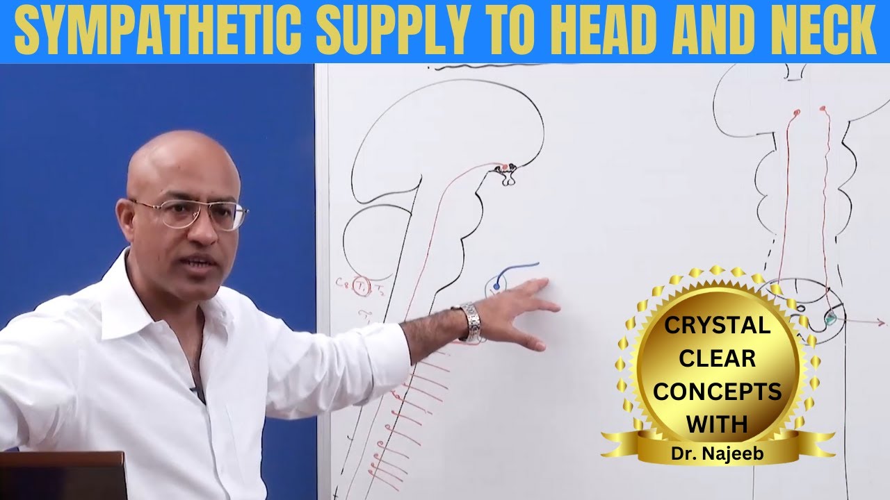 Sympathetic Supply to Head and Neck | Anatomy 🩺 - YouTube