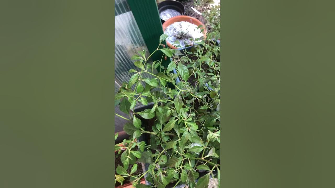 Capsicum flexuosum, -7C winter update, 14th Dec 2022. - YouTube