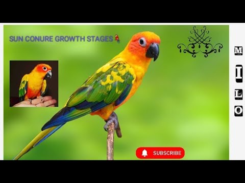 ☀️sun conure growth stages🦜🦜🦜 - YouTube