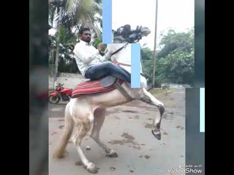 SAMSHER BAl BGGE WALE