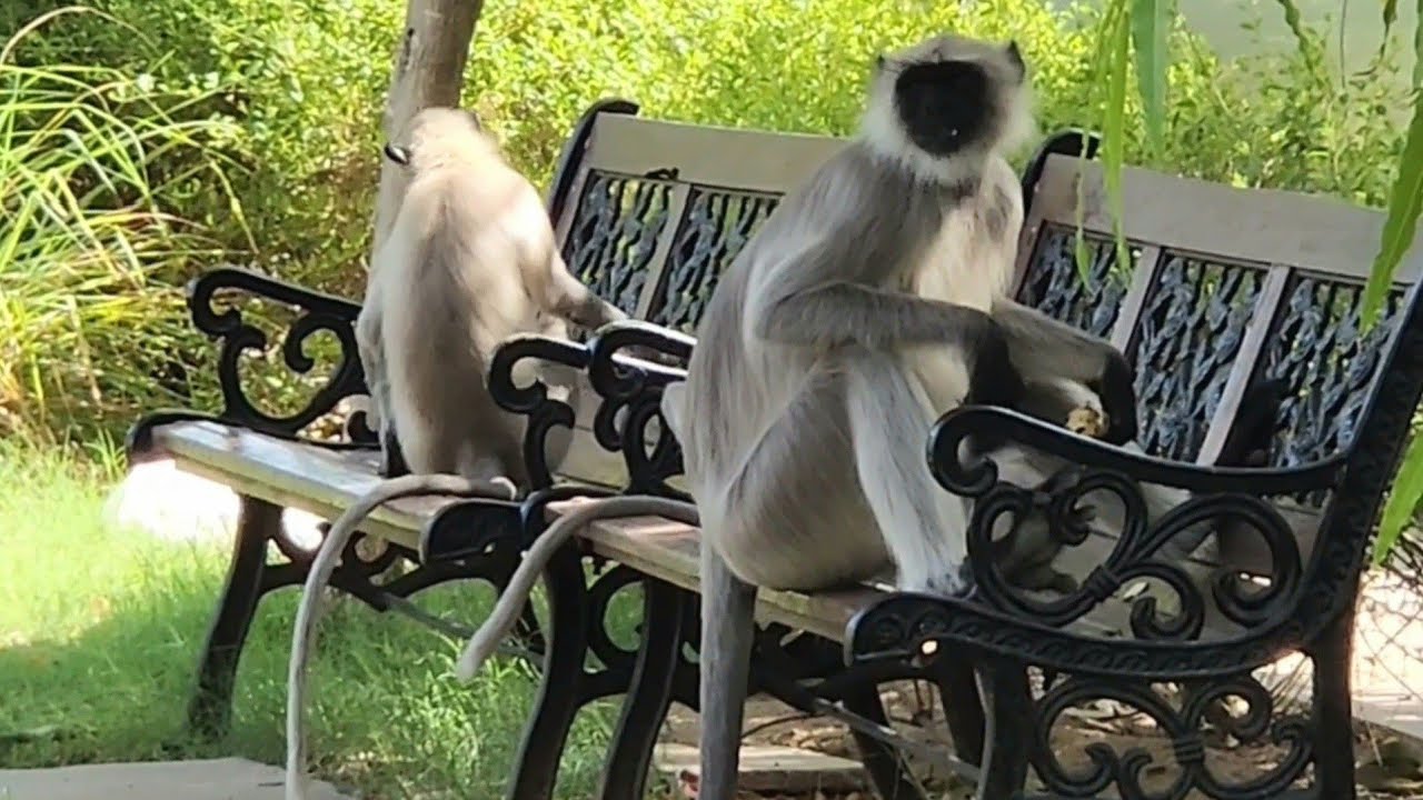 Monkeys 🐒 chilling on bench and eating Mangoes 🥭 in Garden | Monkey Videos | Relaxing Nature ...