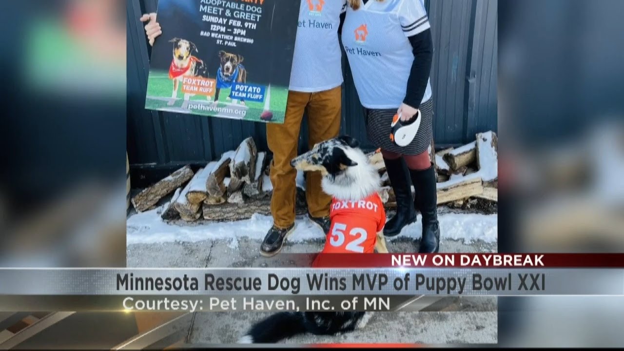 Minnesota rescue dog wins MVP of Puppy Bowl XXI - YouTube