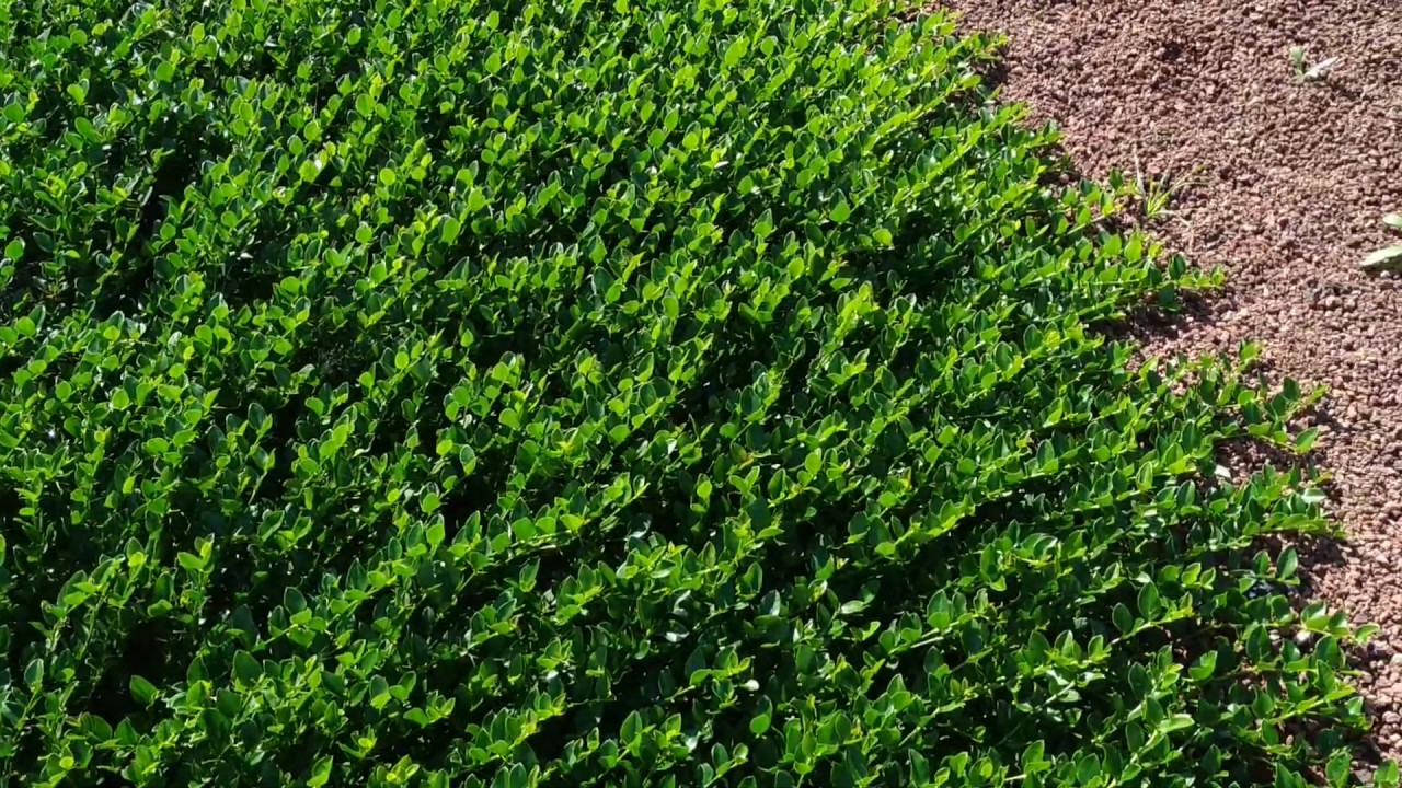 Carissa macrocarpa prostrata (Creeping Natal Plum) shrubs - YouTube