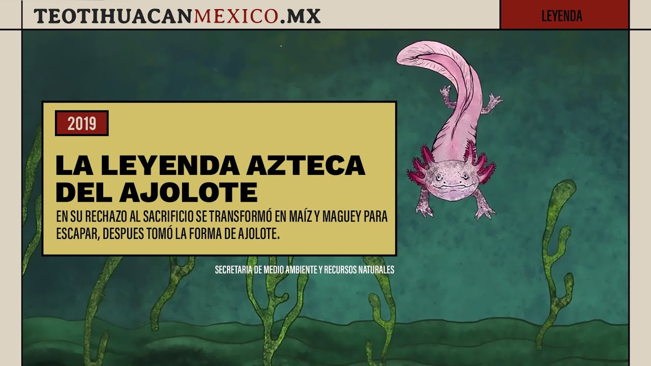 La leyenda azteca del ajolote | SEMARNAT | Teotihuacan Mexico Guide ...