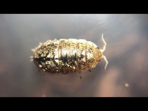 Alloniscus perconvexus - The Commando Isopod - YouTube