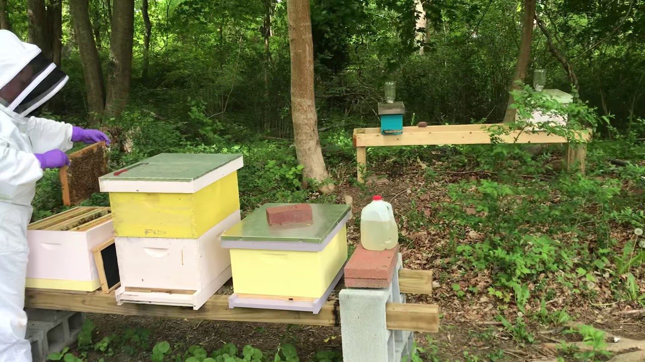 Backyard Beekeeper - YouTube