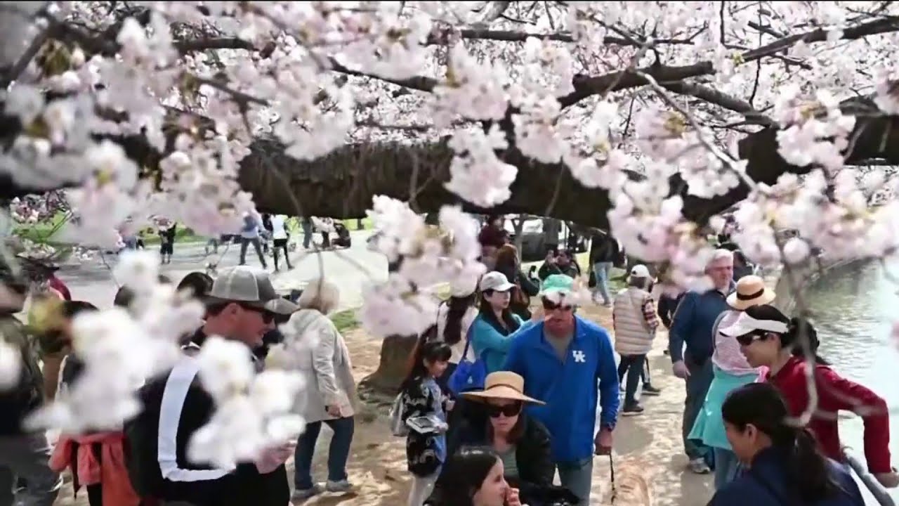 Multitudes llegan al Tidal Basin a ver el florecimiento máximo de ...