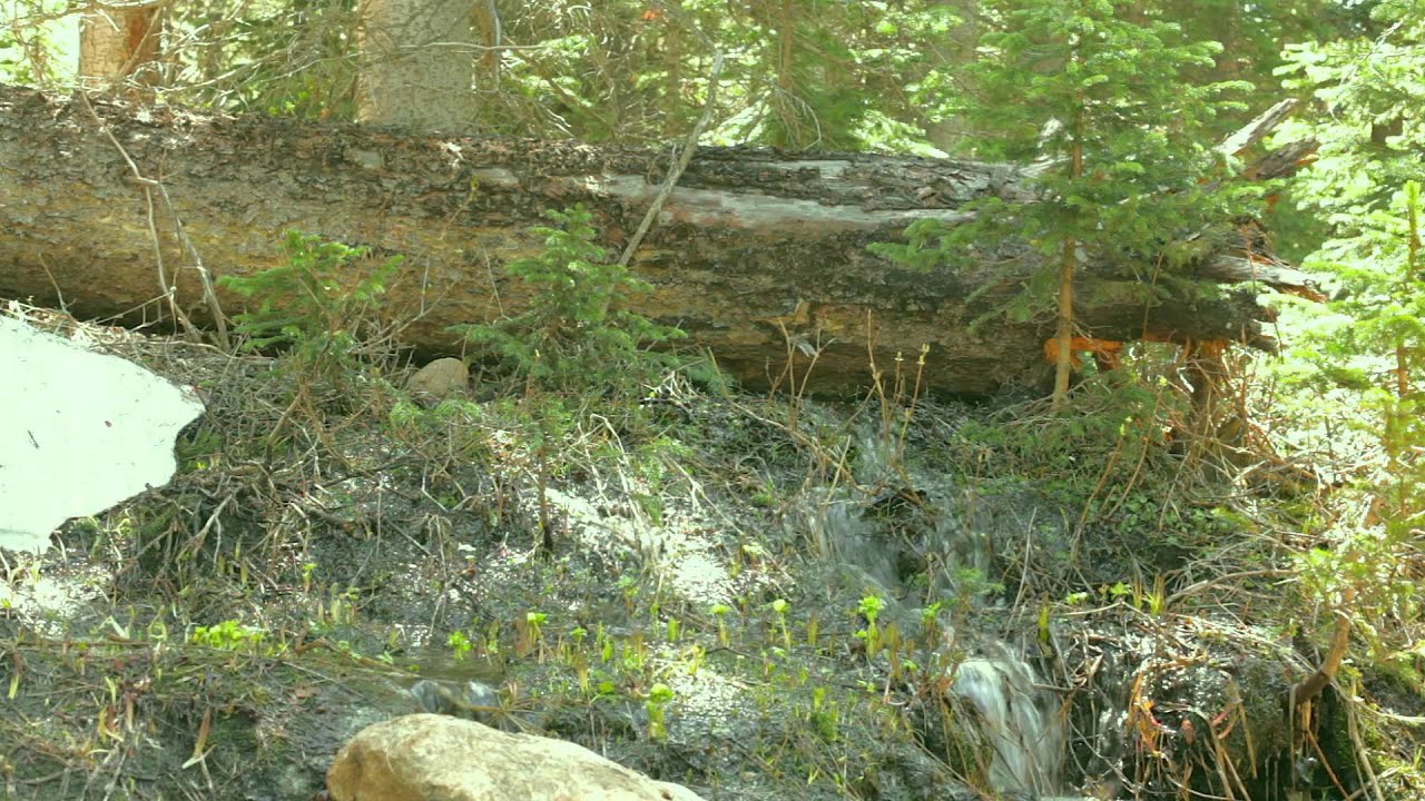 100 Years of Pingree Park: First Seasons at Colorado State University's ...