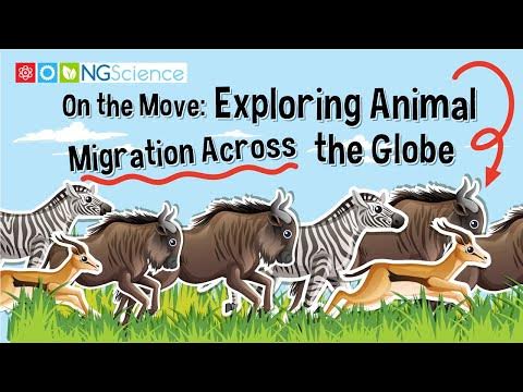 On the Move: Exploring Animal Migration Across the Globe - YouTube